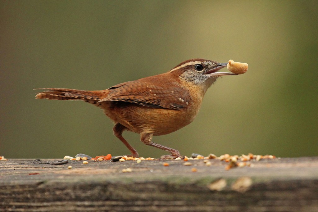 Bird Break – Backyard Bird Nerd