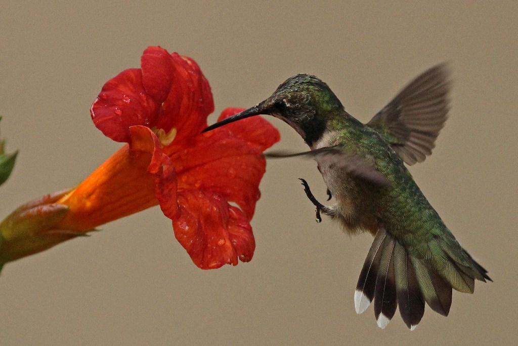 Hummingbird Happiness – Backyard Bird Nerd