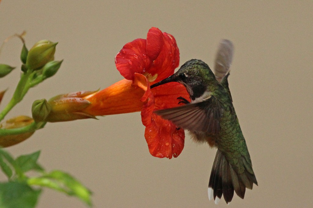 Hummingbird Happiness – Backyard Bird Nerd