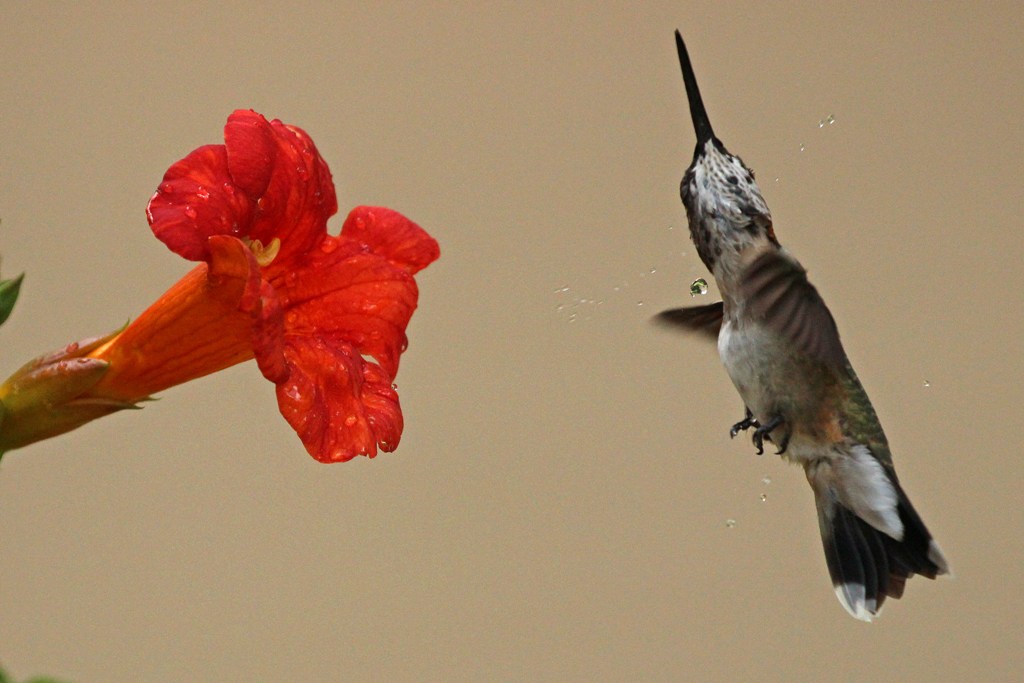 Hummingbird Happiness – Backyard Bird Nerd