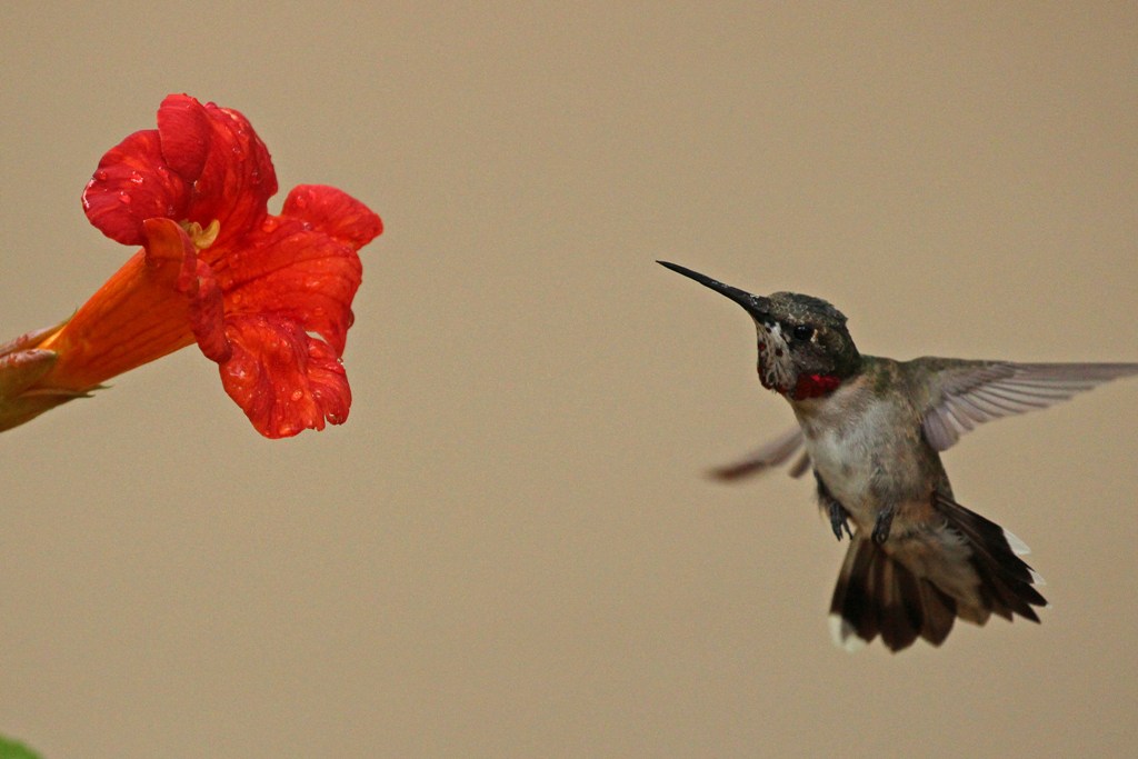 Hummingbird Happiness – Backyard Bird Nerd