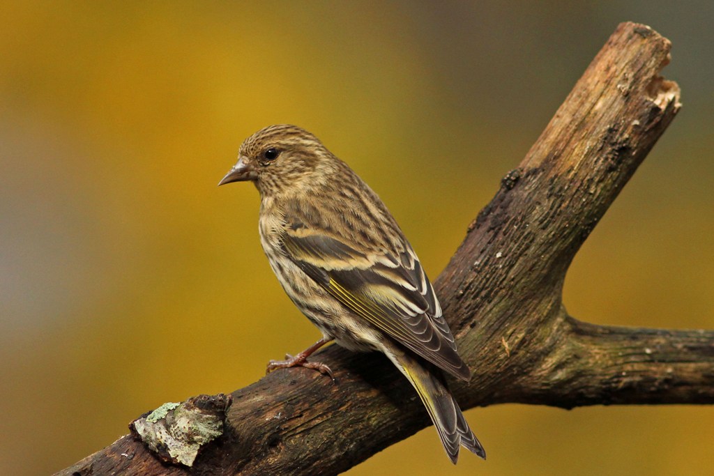 Winged Warriors – Backyard Bird Nerd
