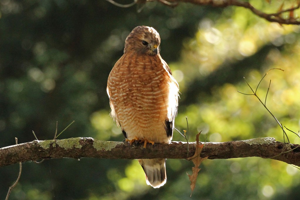 Sittin’ in the Morning Sun – Backyard Bird Nerd