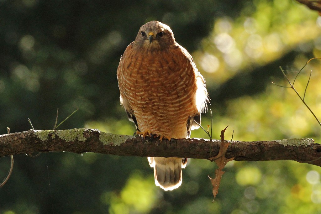 Sittin’ in the Morning Sun – Backyard Bird Nerd