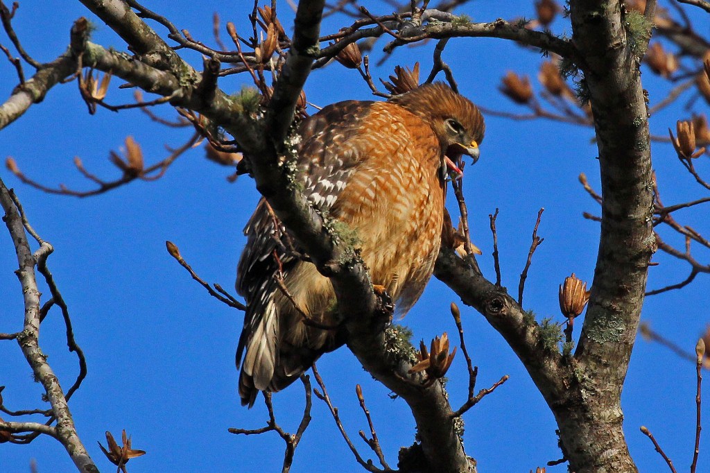 Chillin’ Out – Backyard Bird Nerd