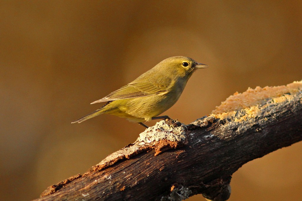 A Wandering Warbler – Backyard Bird Nerd