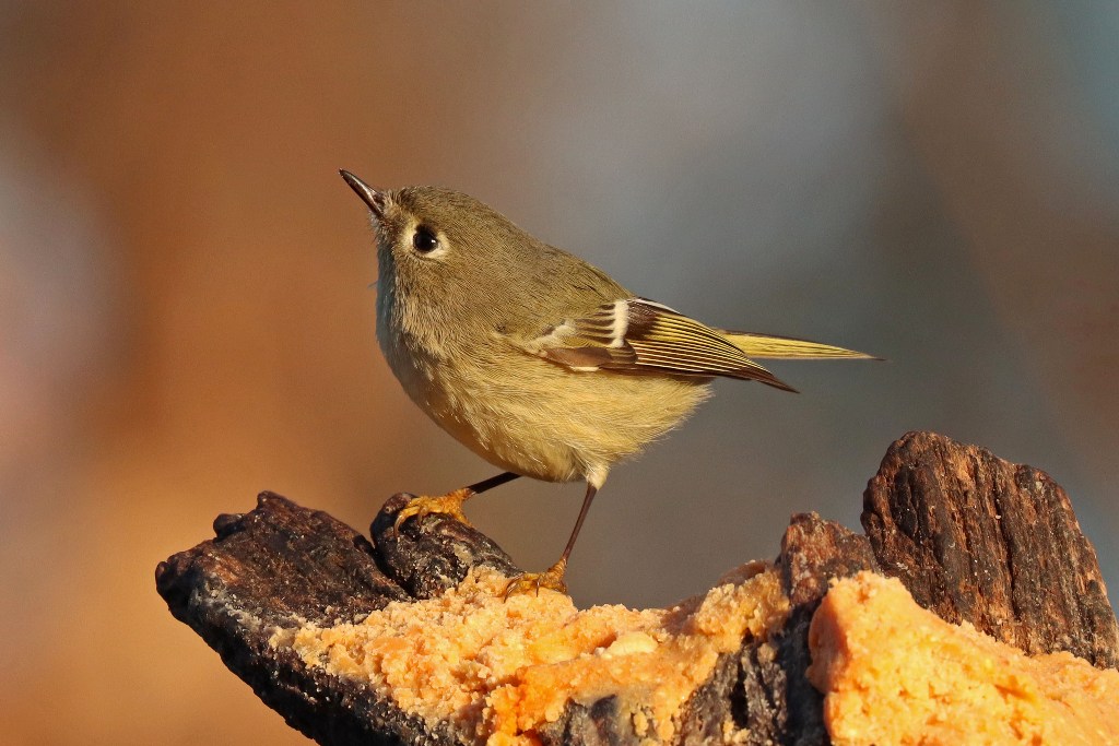 Tiny Twitcher – Backyard Bird Nerd