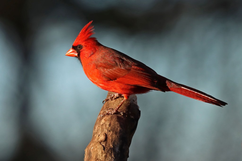 A Lovely Way to End the Day – Backyard Bird Nerd