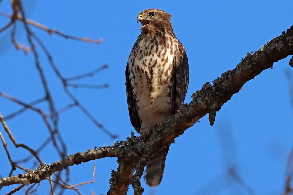 Hawk Squawk – Backyard Bird Nerd