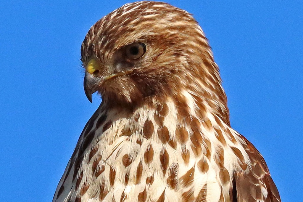 Hawk Squawk – Backyard Bird Nerd
