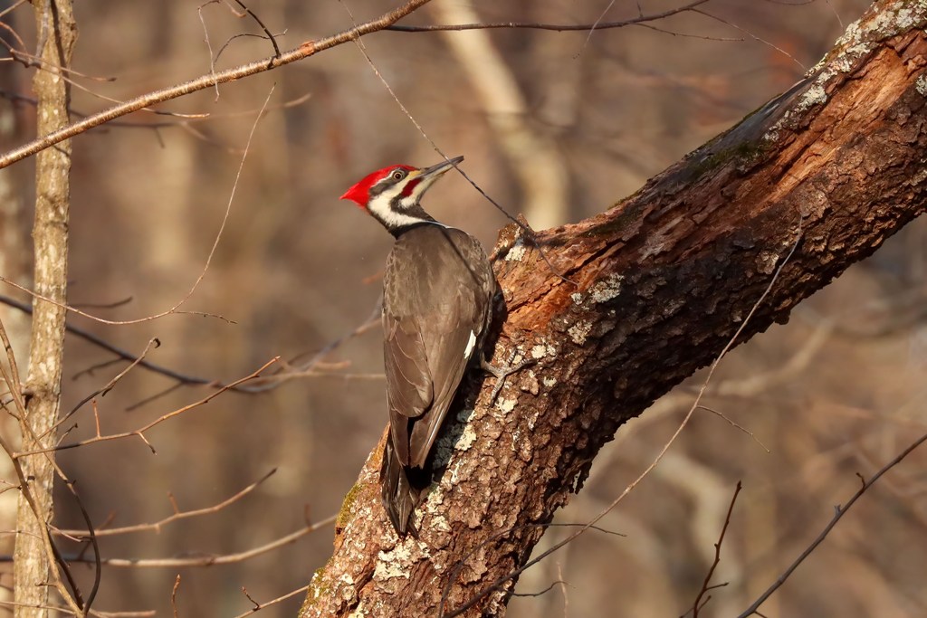 Pileated Perks – Backyard Bird Nerd