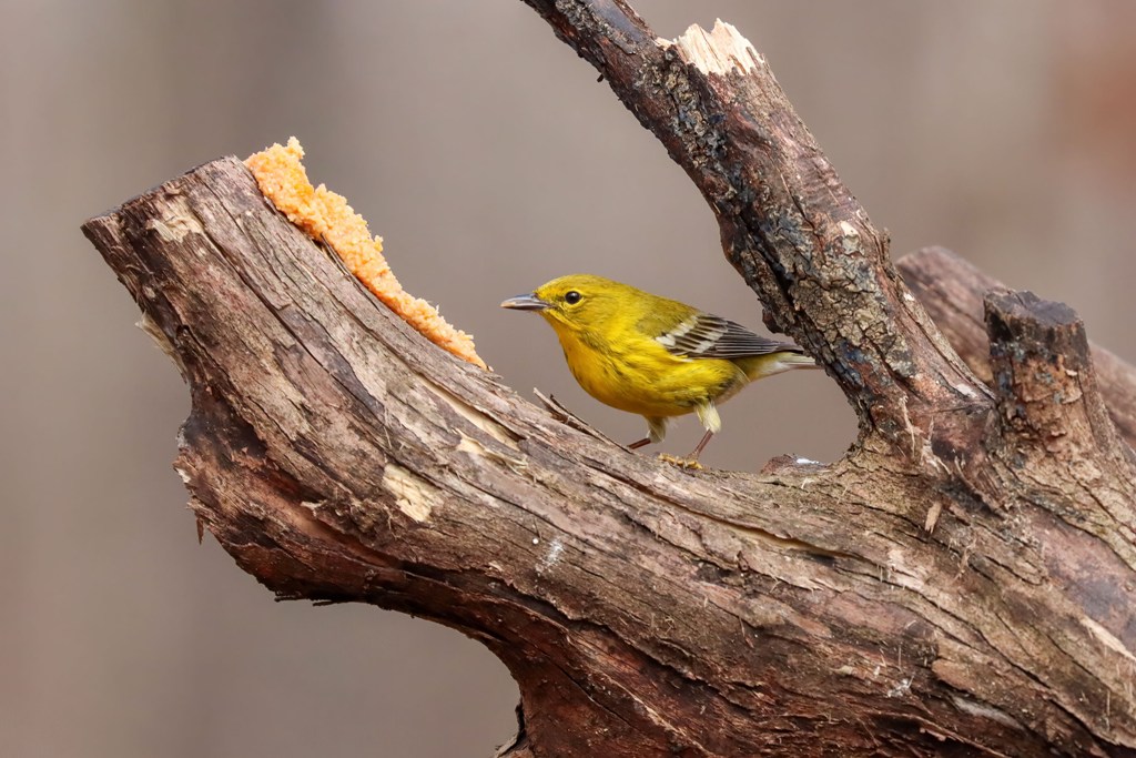 Grub Grabbers – Backyard Bird Nerd