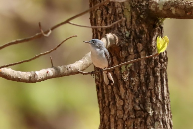 Backyard Bird Nerd – Page 19 – "Consider the birds of the air…."