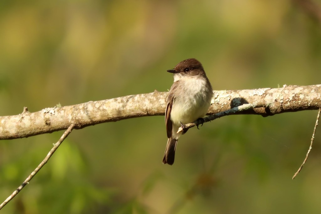 Backyard Bird Nerd – Page 19 – "Consider the birds of the air…."