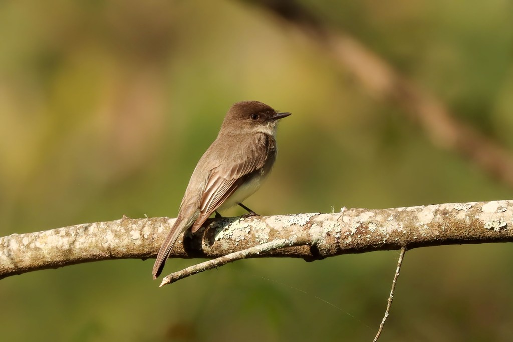 Avid Insect Assassins (A Part-Two Post) – Backyard Bird Nerd