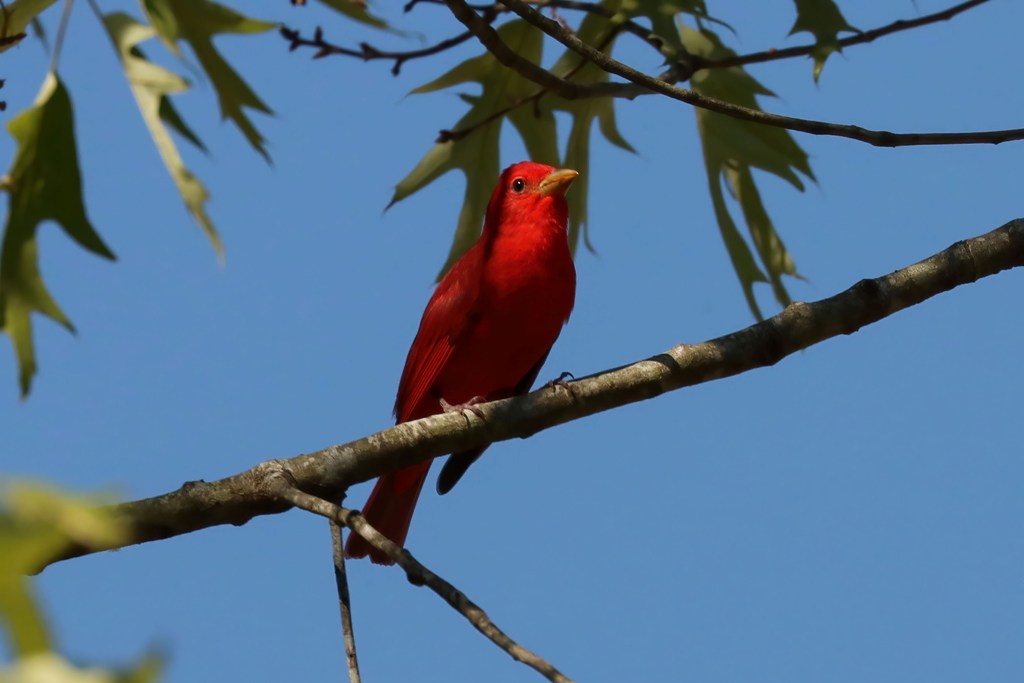 Avid Insect Assassins (A Part-Two Post) – Backyard Bird Nerd