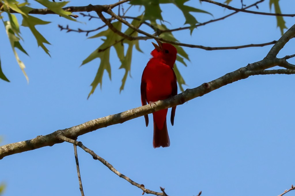 Avid Insect Assassins (A Part-Two Post) – Backyard Bird Nerd