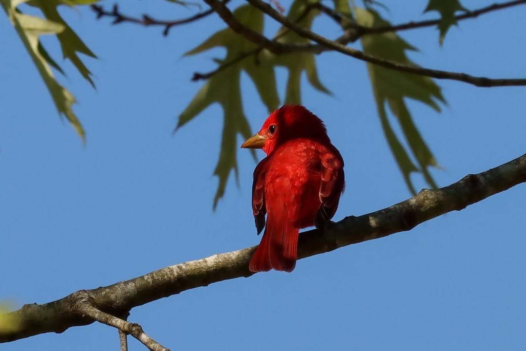 Avid Insect Assassins (A Part-Two Post) – Backyard Bird Nerd