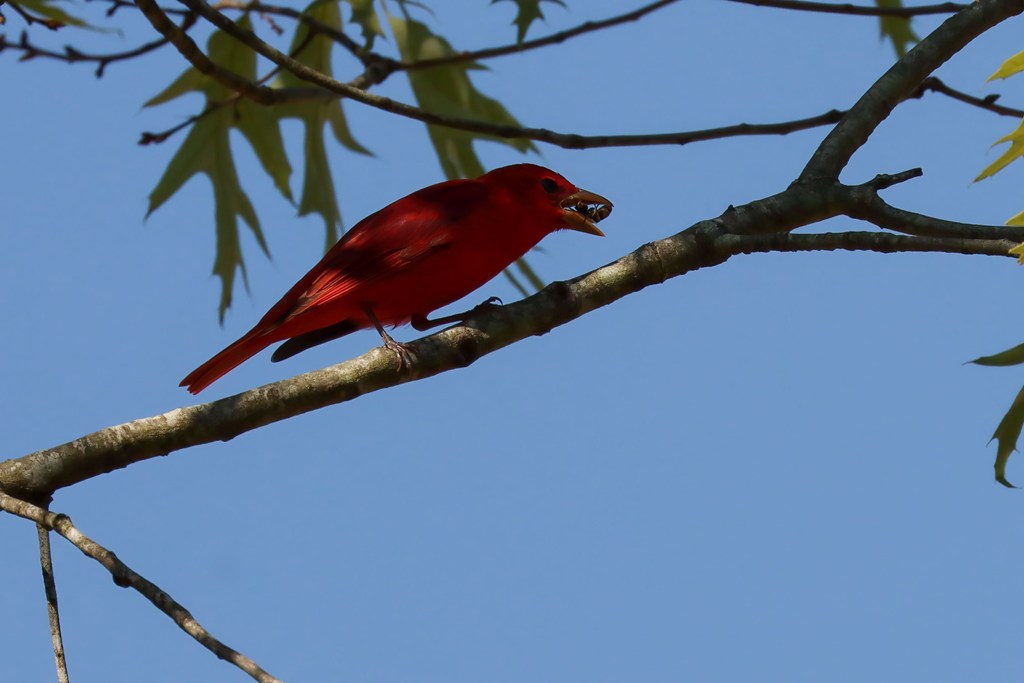 Avid Insect Assassins (A Part-Two Post) – Backyard Bird Nerd