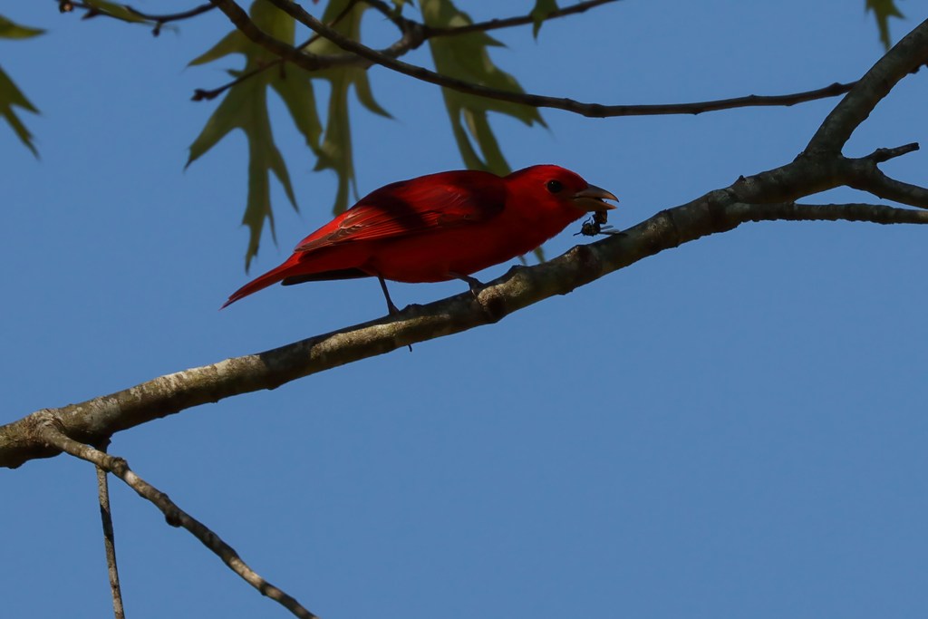 Avid Insect Assassins (A Part-Two Post) – Backyard Bird Nerd