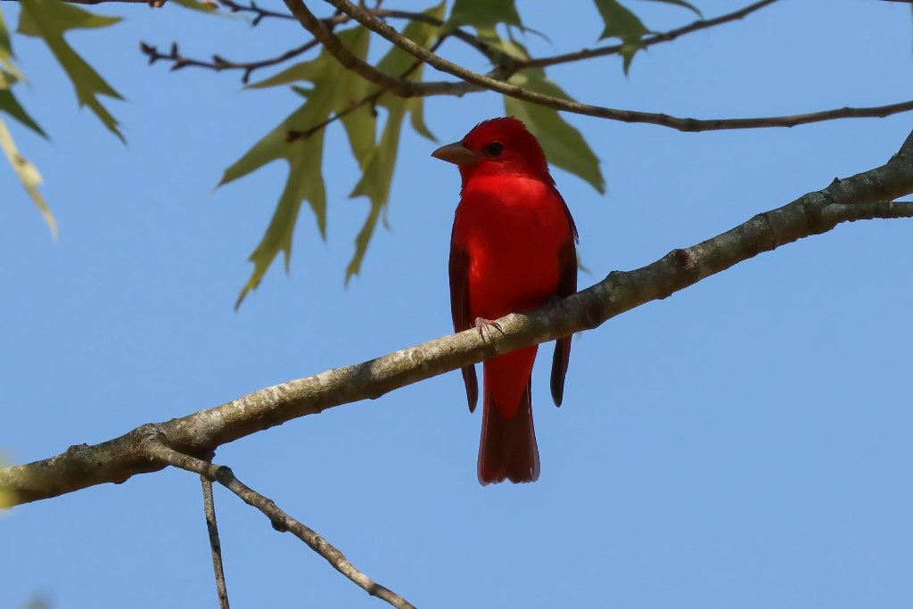 Avid Insect Assassins (A Part-Two Post) – Backyard Bird Nerd