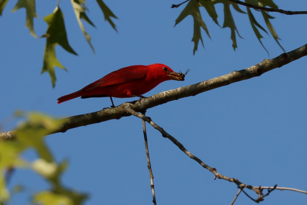 Avid Insect Assassins (A Part-Two Post) – Backyard Bird Nerd