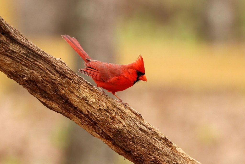 From Rarities to Regulars – Backyard Bird Nerd