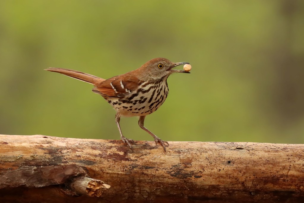 From Rarities to Regulars – Backyard Bird Nerd