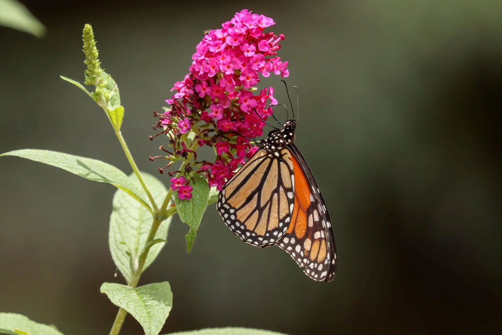 A Monarch Moment – Backyard Bird Nerd