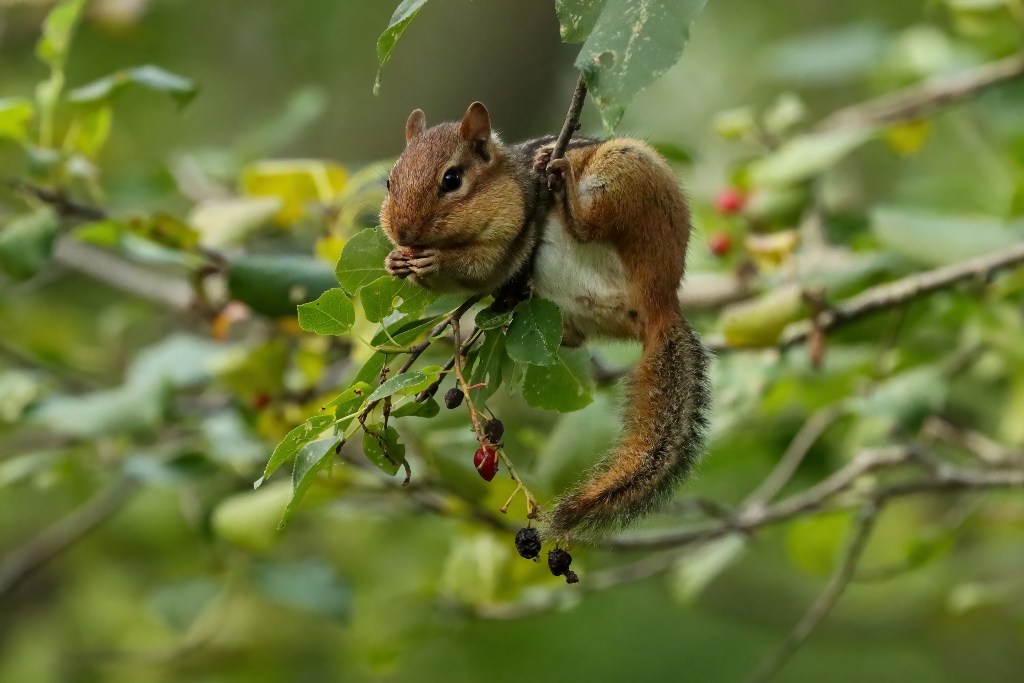 Huron Happiness – Backyard Bird Nerd