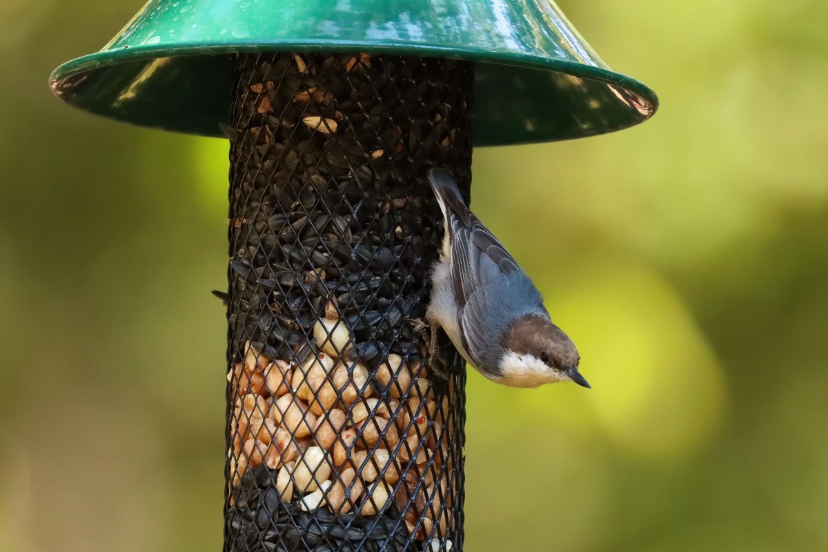 A Perfect Pairing – Backyard Bird Nerd