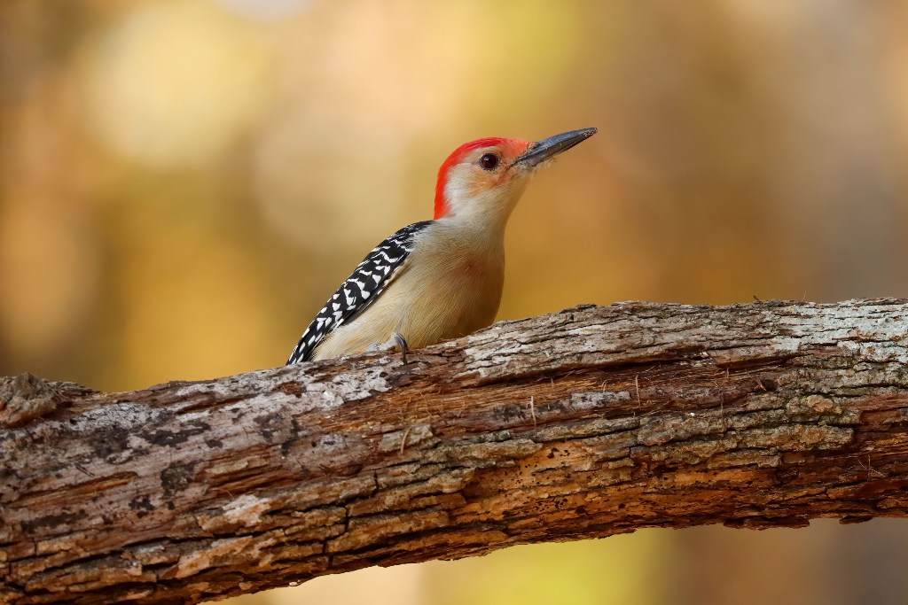 A Birthday Blind – Backyard Bird Nerd