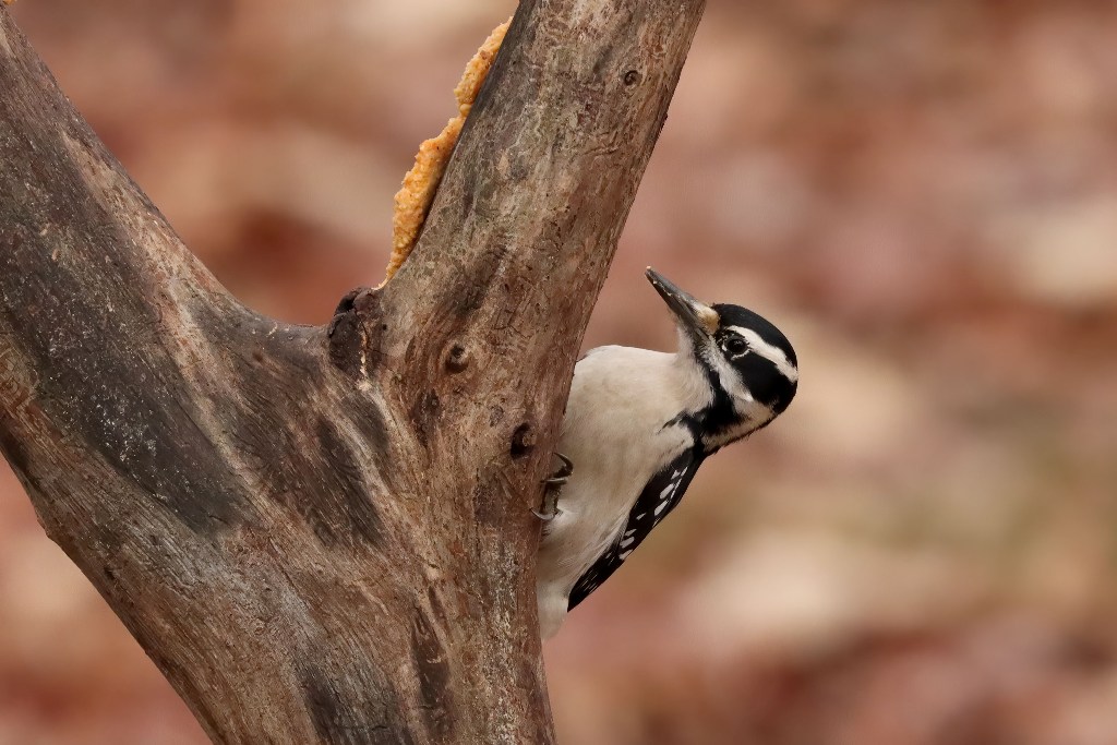 For Sanity’s Sake – Backyard Bird Nerd