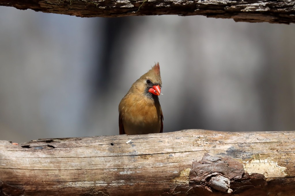 A Temperamental Toddler – Backyard Bird Nerd