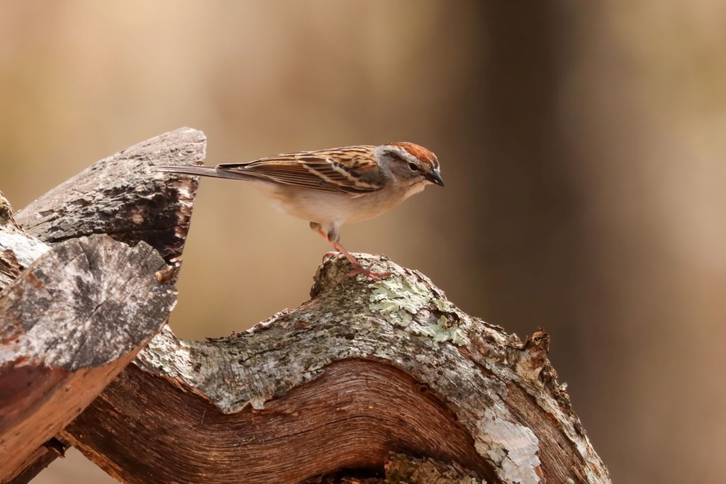 Thirty-Bird Challenge: Tones of Tan – Backyard Bird Nerd