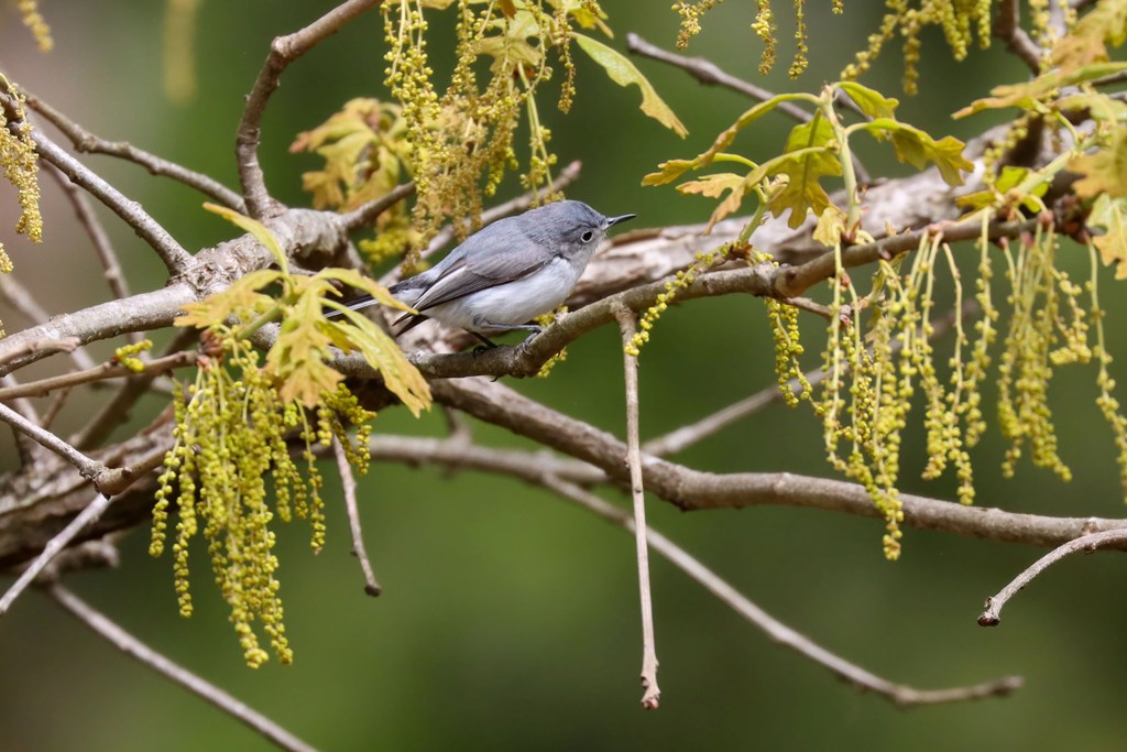 Thirty-Bird Challenge: Blue-Gray Gnatcatcher – Backyard Bird Nerd