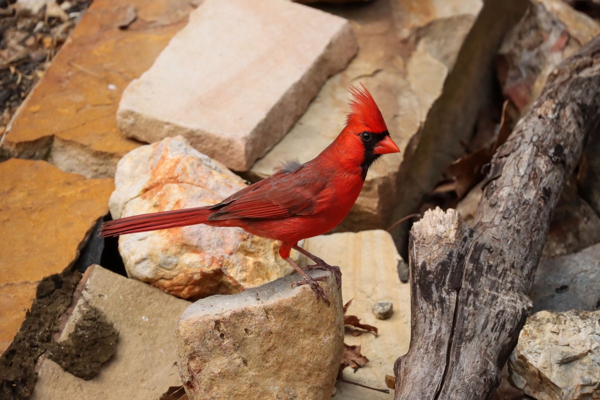 Sticking with the Theme – Backyard Bird Nerd