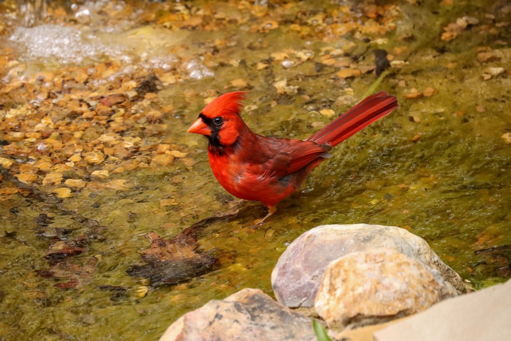 Sticking with the Theme – Backyard Bird Nerd