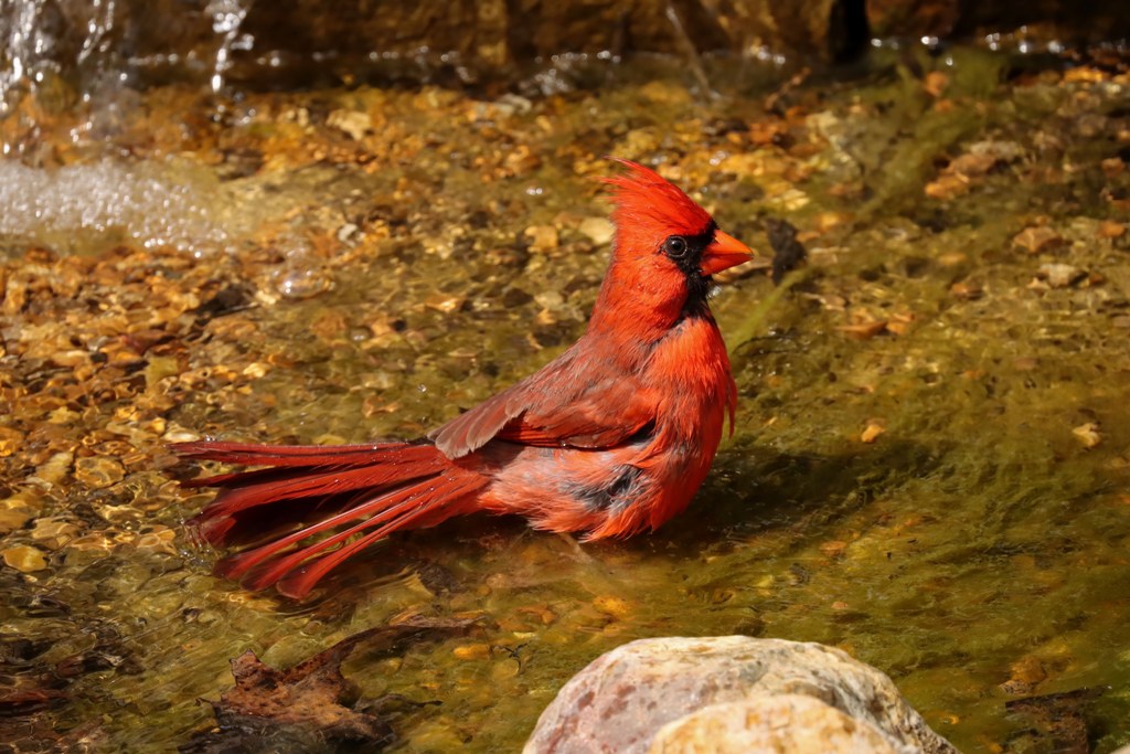 Sticking with the Theme – Backyard Bird Nerd