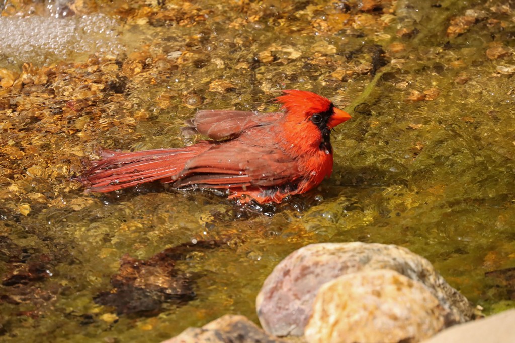 Sticking with the Theme – Backyard Bird Nerd