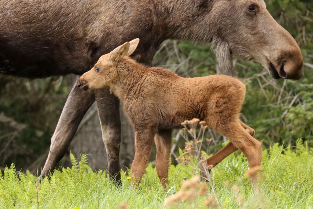 Moose Meadow – Backyard Bird Nerd