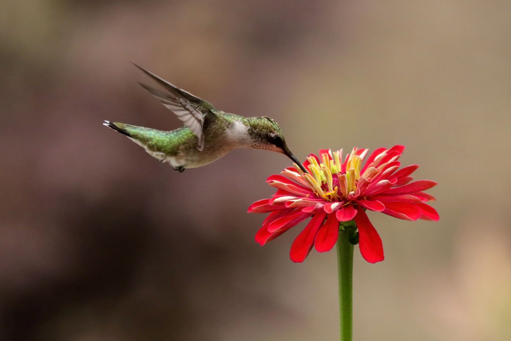 Twice as Nice – Backyard Bird Nerd