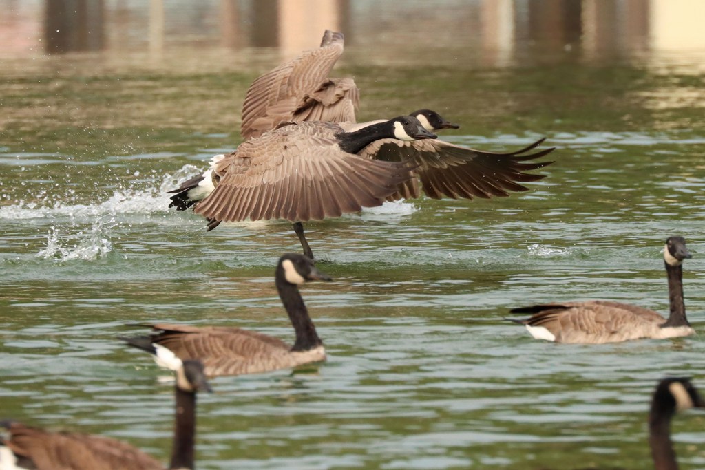 Fun (But Not A Fan) – Backyard Bird Nerd