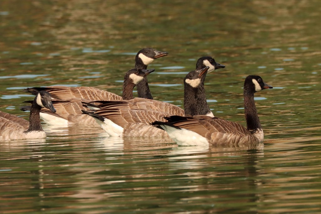 Fun (But Not A Fan) – Backyard Bird Nerd