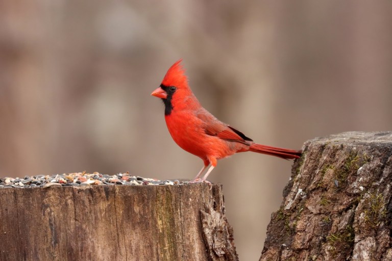 Backyard Bird Nerd – Page 2 – "Consider the birds of the air…."