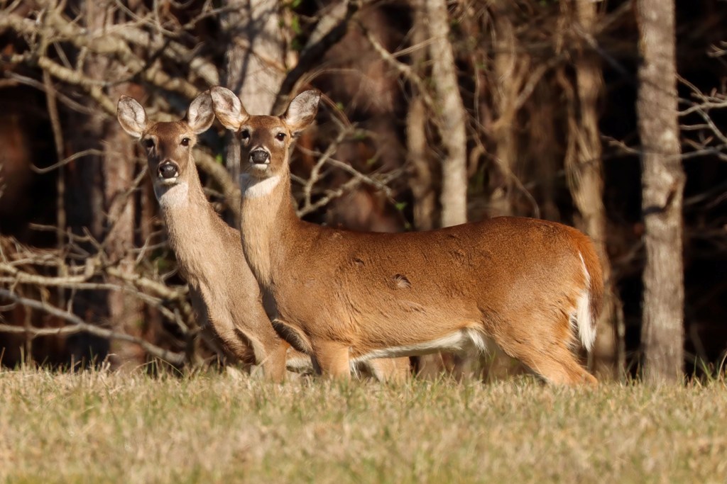 Ducks, Deer, and a Delightful Surprise – Backyard Bird Nerd