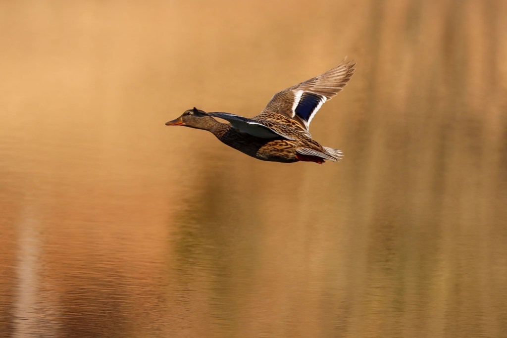 Ducks, Deer, and a Delightful Surprise – Backyard Bird Nerd