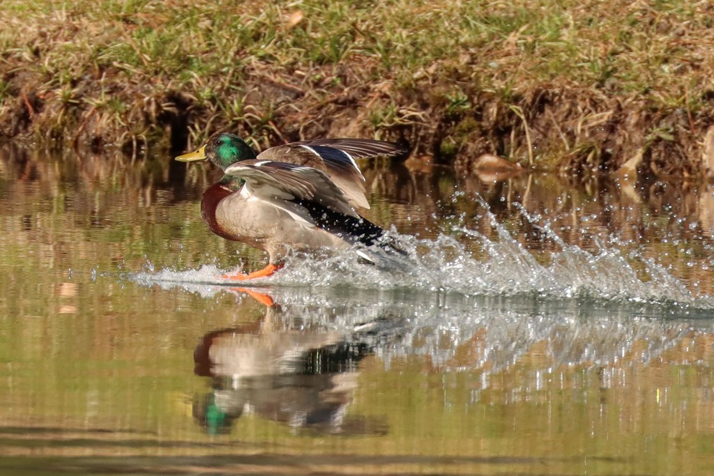 Ducks, Deer, and a Delightful Surprise – Backyard Bird Nerd
