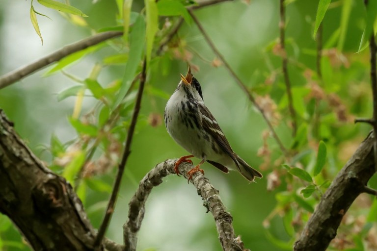 Backyard Bird Nerd – "Consider the birds of the air…."