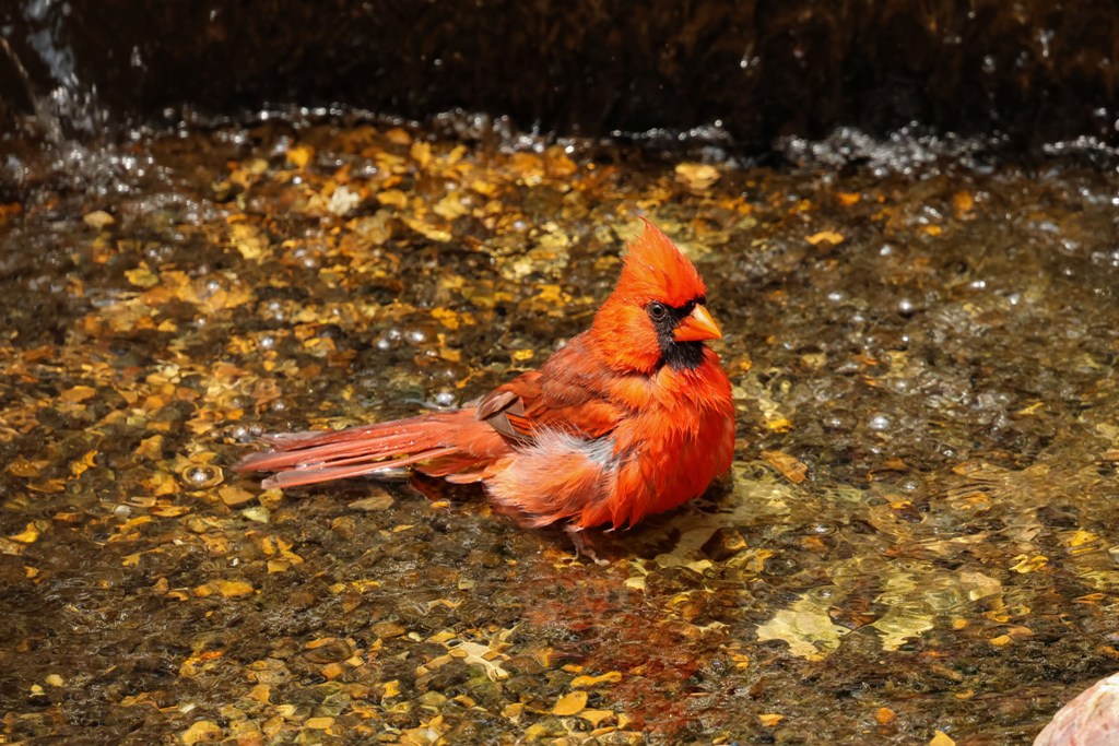 Backyard Bird Nerd – "Consider the birds of the air…."